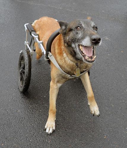 Retired service dog gets honorable sendoff | News | annistonstar.com