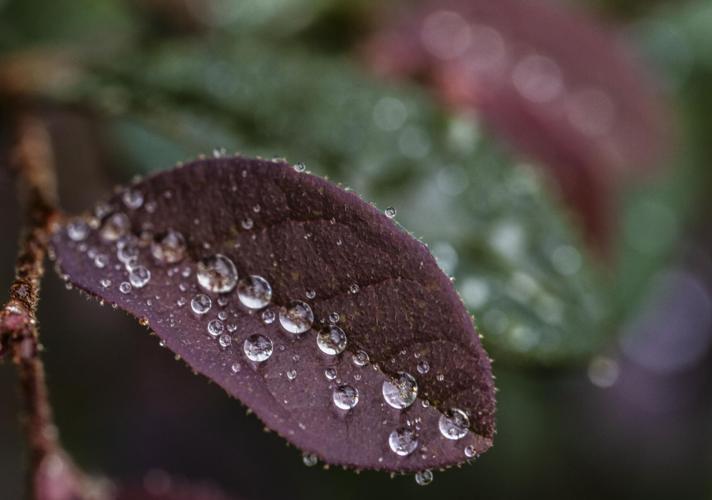 Photos: Misty Morning Dew | Slideshows | annistonstar.com