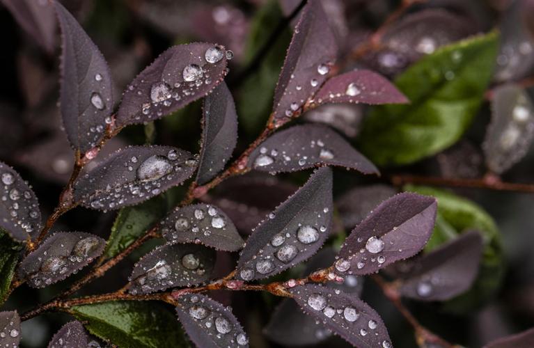 Photos: Misty Morning Dew | Slideshows | annistonstar.com