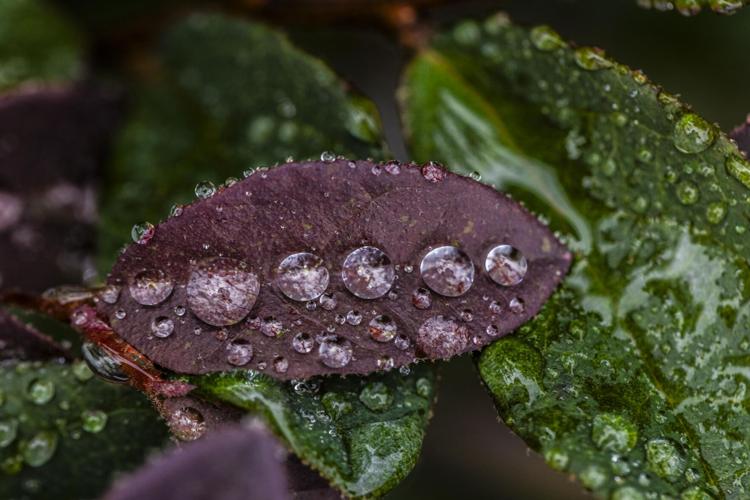 Photos: Misty Morning Dew | Slideshows | annistonstar.com