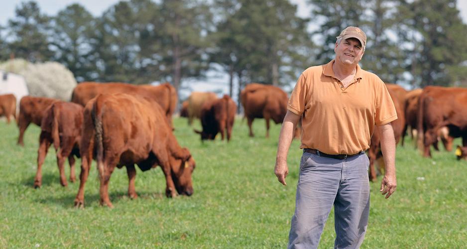 Grass-fed, Alabama-born breed raised by Piedmont rancher attracts ...