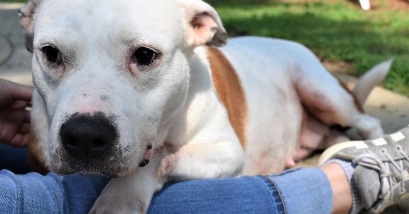 Anniston Animal Shelter: Cotton | Community | annistonstar.com