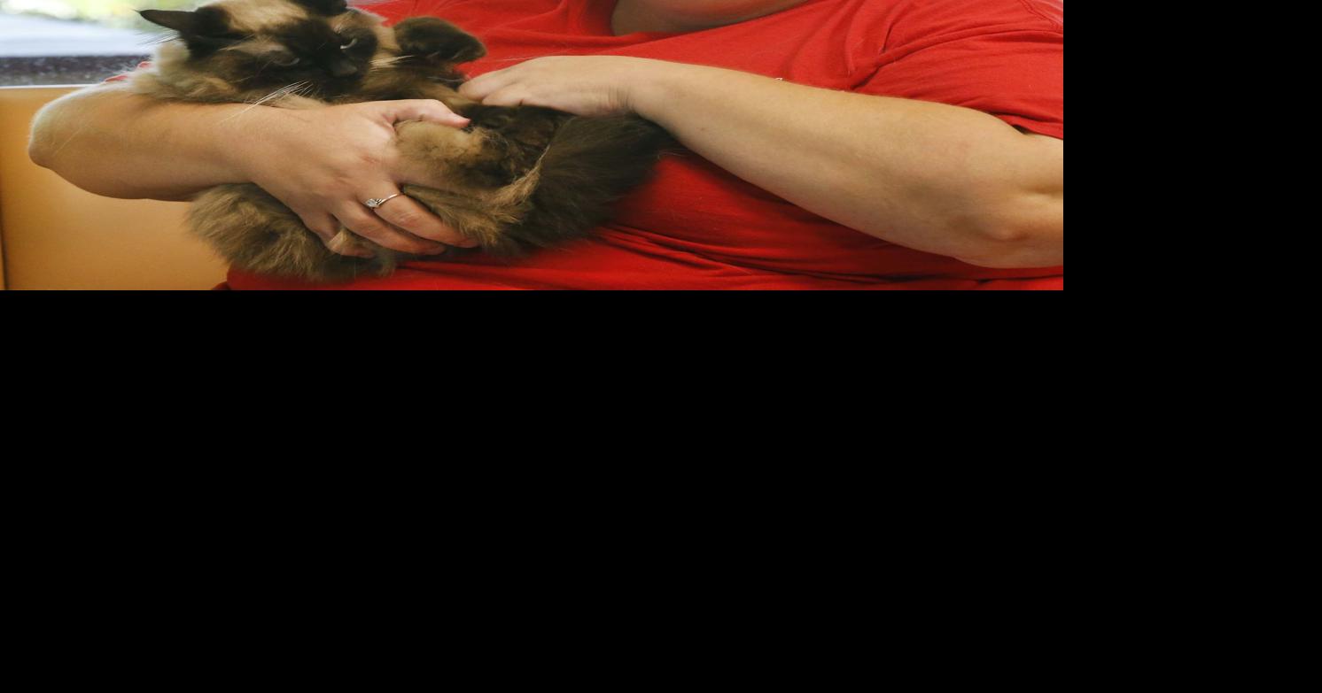 Spotlight on: Jamie Pate, League for Animal Welfare | Spotlight ...