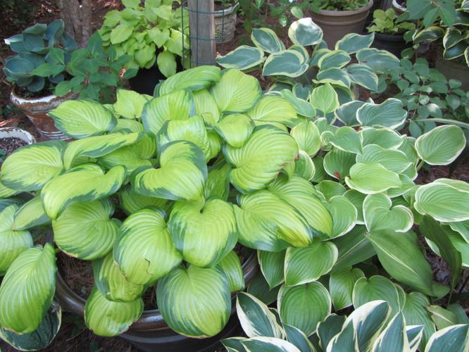 The Southern Gardener: Lemony-green chartreuse is an attention-grabber ...