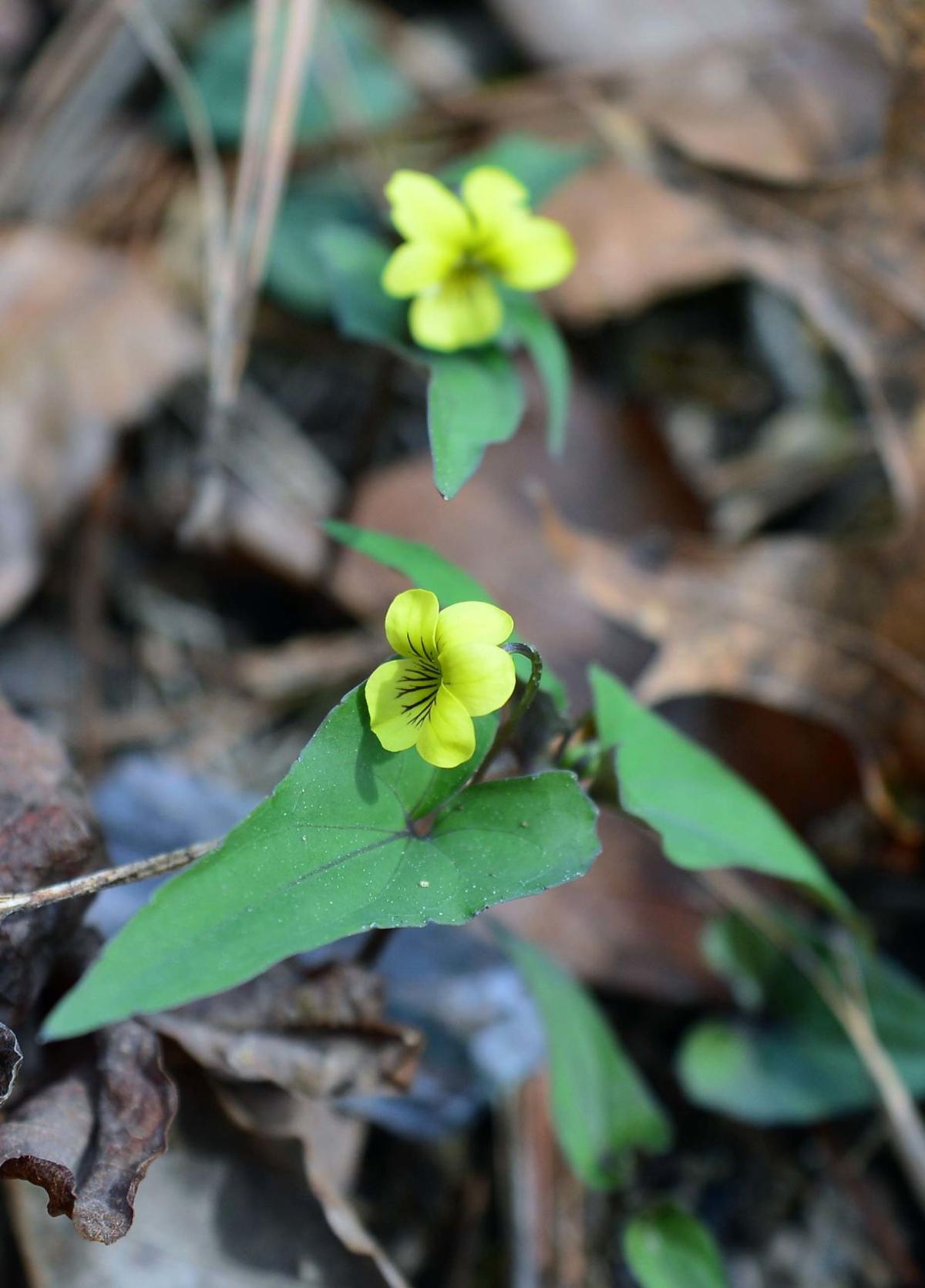 Northest Alabama Wildflowers | Slideshows | annistonstar.com