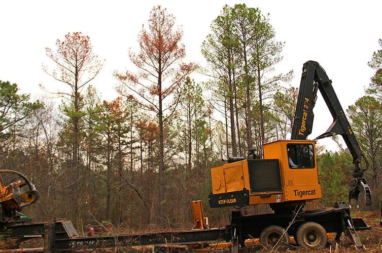 IPS BEETLES DESTROY AREA PINES | Slideshows | annistonstar.com