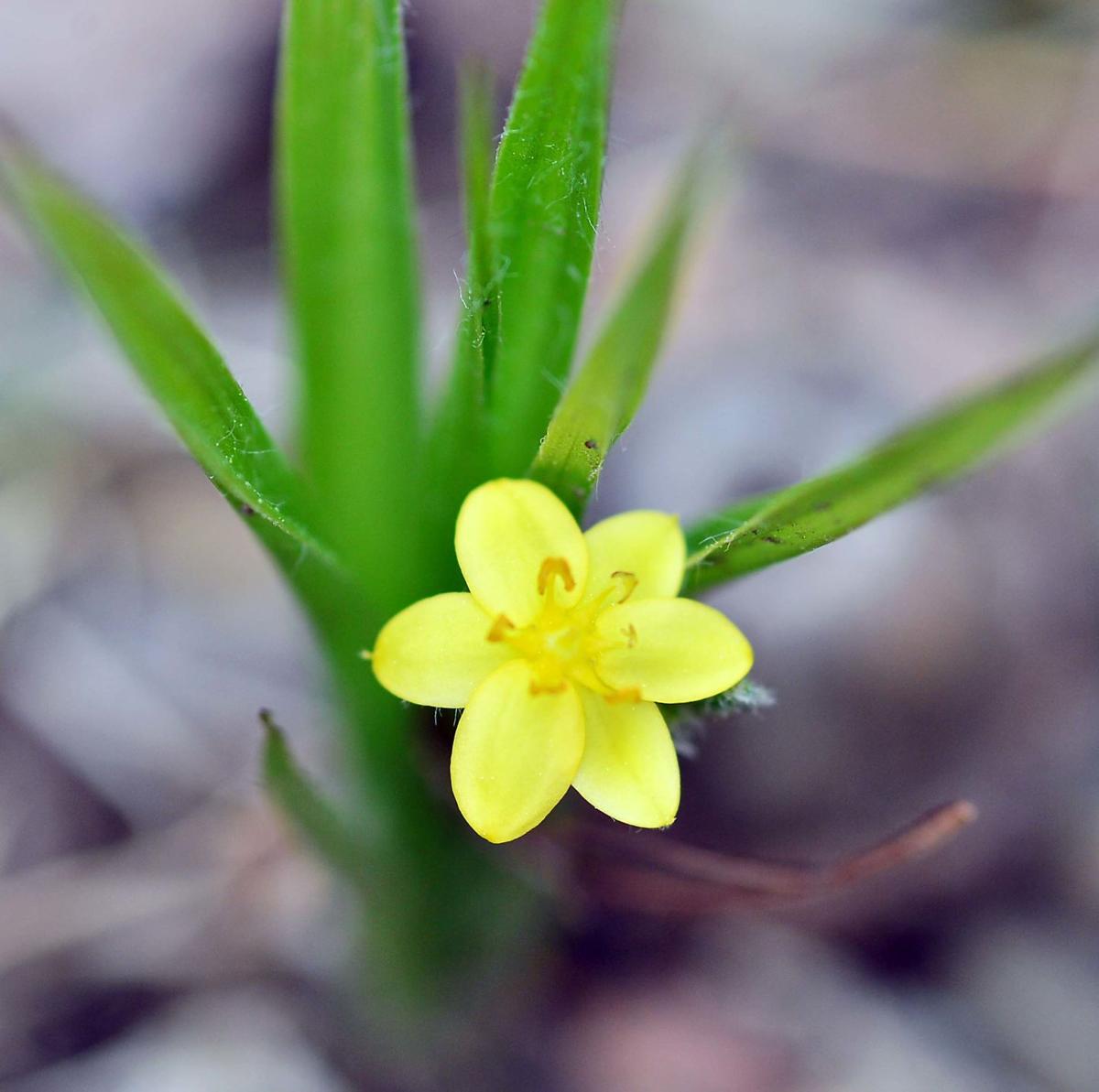 Northest Alabama Wildflowers | Slideshows | annistonstar.com
