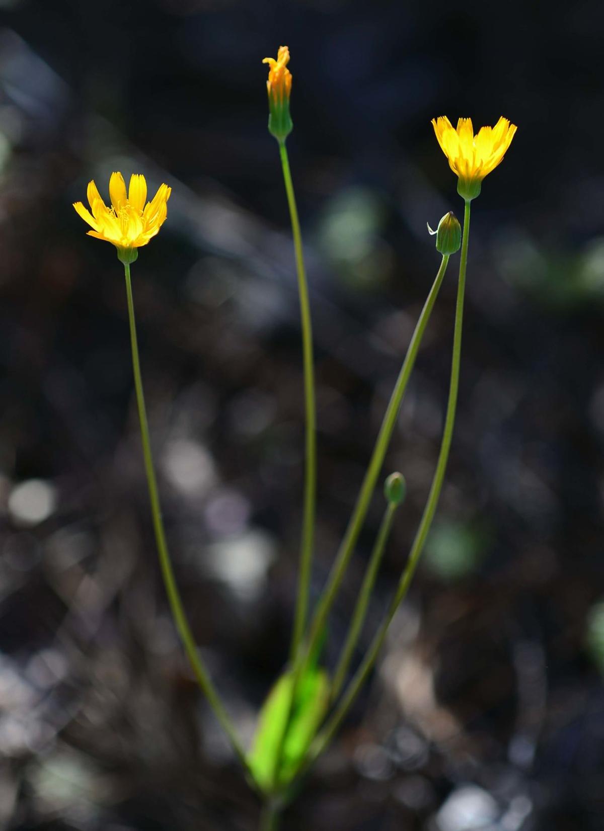 Northest Alabama Wildflowers | Slideshows | annistonstar.com