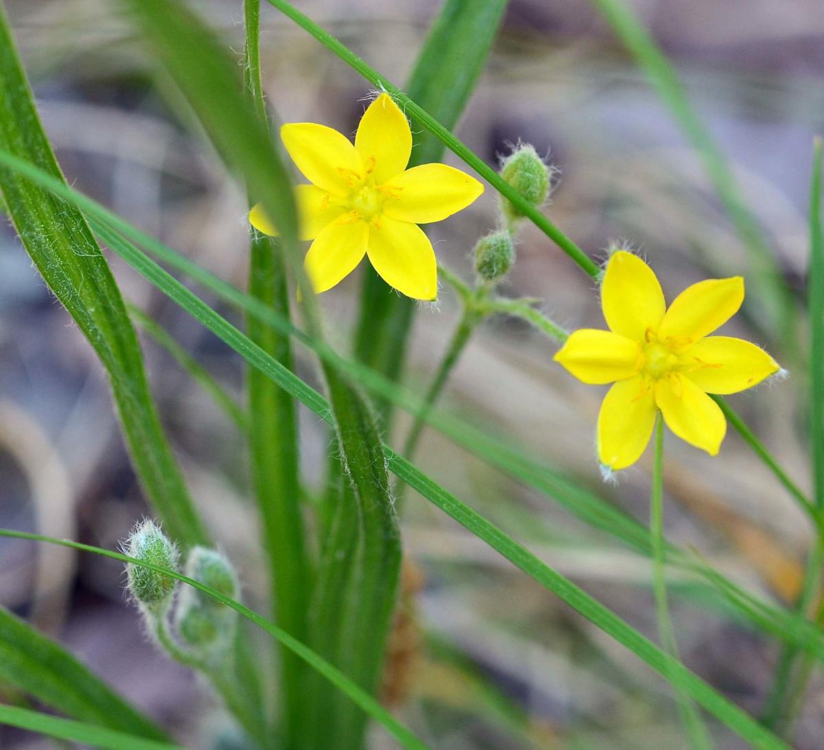 Northest Alabama Wildflowers | Slideshows | annistonstar.com