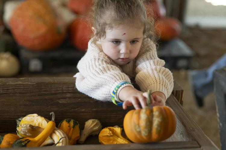 PHOTOS: Heflin-based Bennett Farms offers much more than a pumpkin patch | Slideshows ...