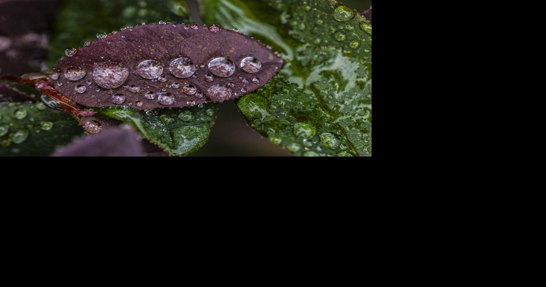 Photos: Misty Morning Dew | Slideshows | annistonstar.com