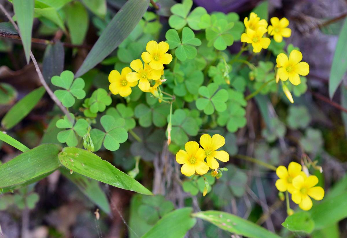 Northest Alabama Wildflowers | Slideshows | annistonstar.com