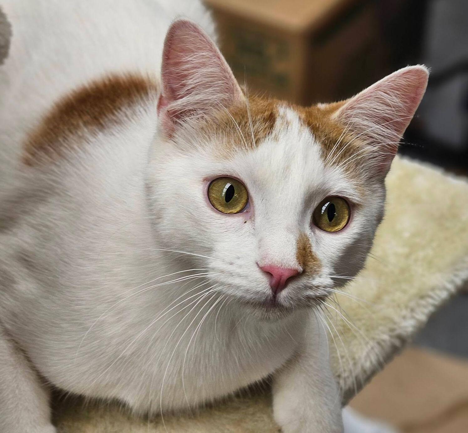 Lisa Davis: Back to the library | Free | annistonstar.com