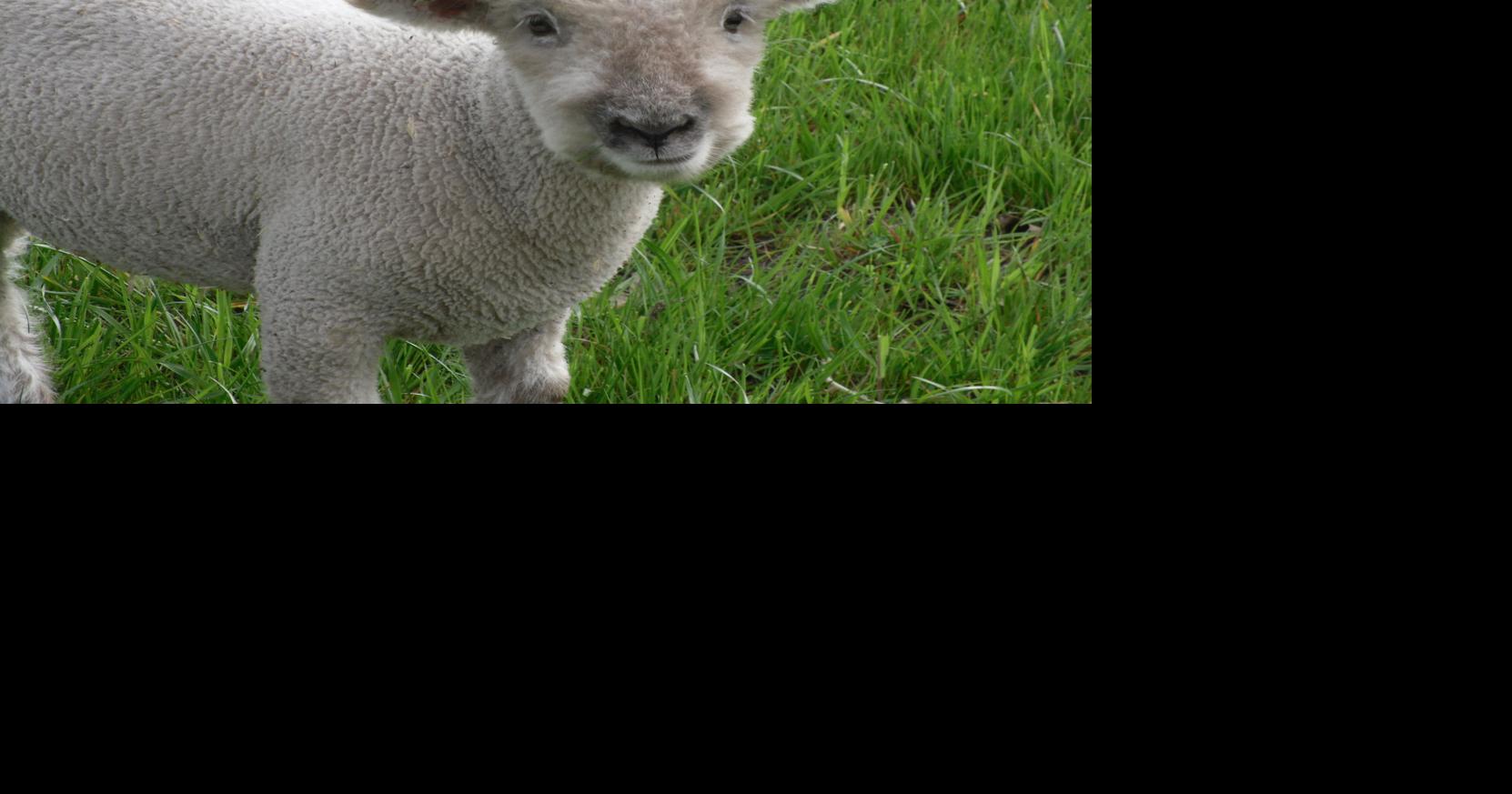 Alabama's only sheep dairy gets some love from NPR | Opinion ...