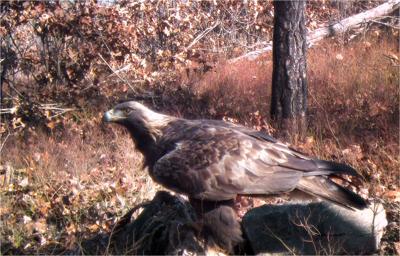 do golden eagles migrate