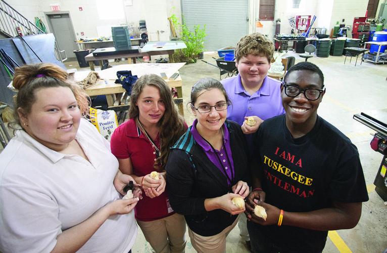 Lincoln High School FFA, veterinary science class raises chicks | Life ...