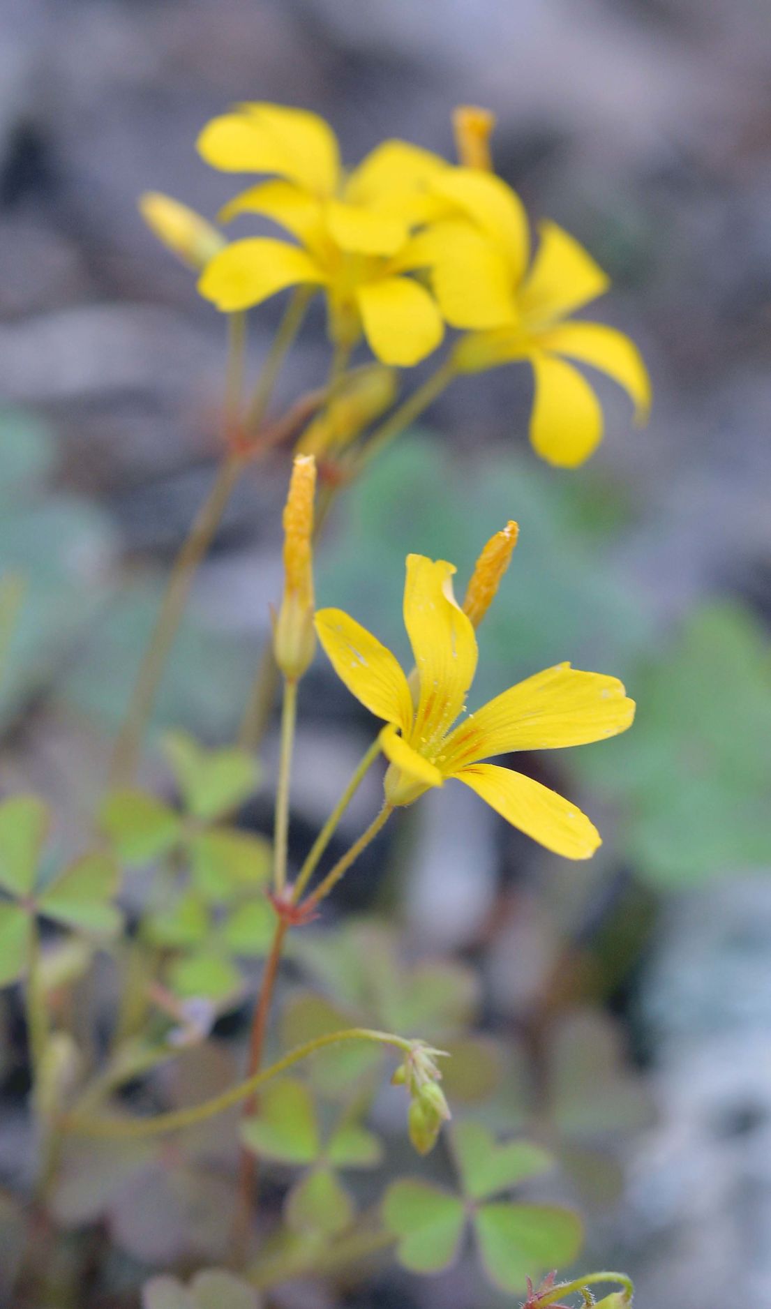 Northest Alabama Wildflowers | Slideshows | annistonstar.com