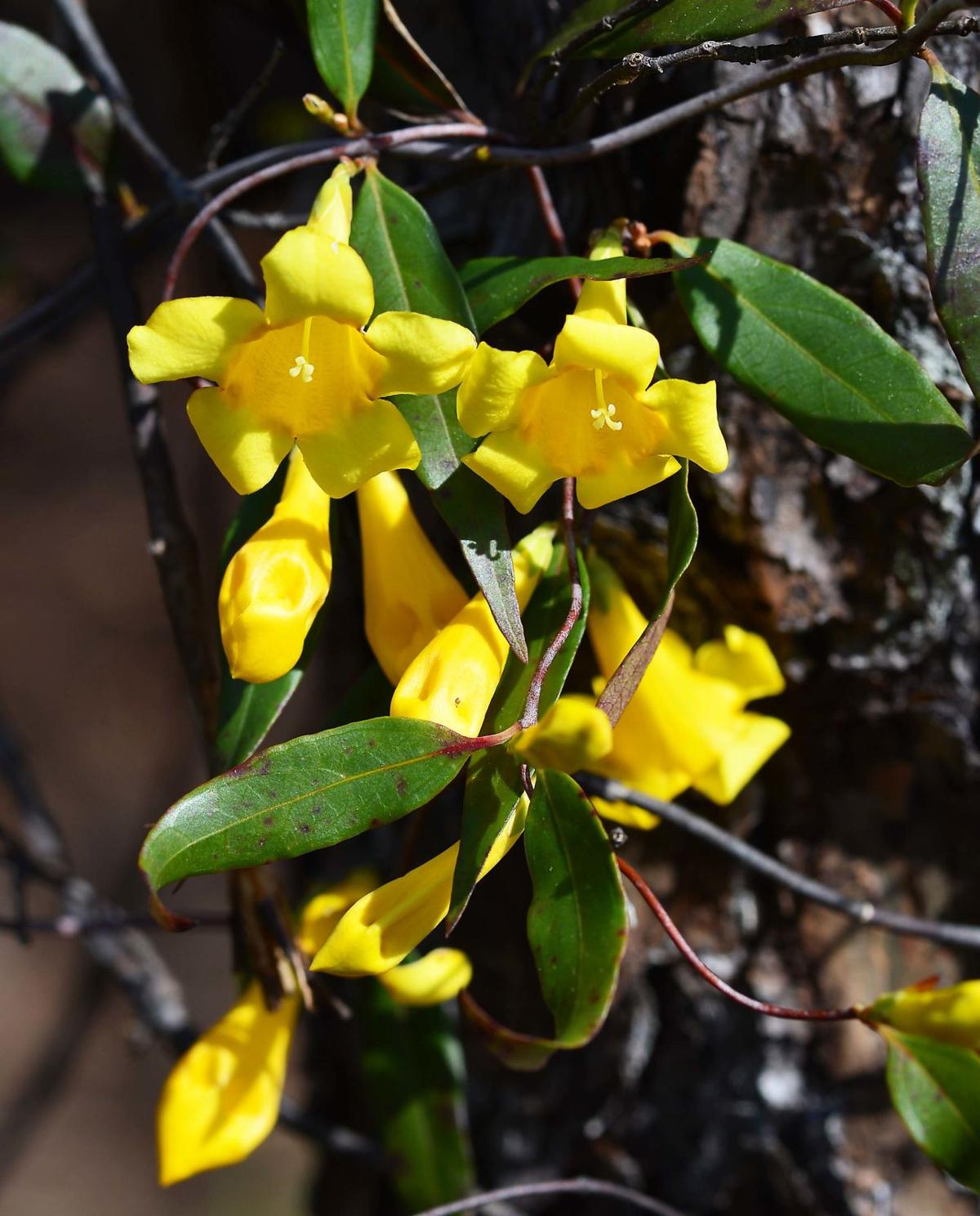 Northest Alabama Wildflowers | Slideshows | annistonstar.com
