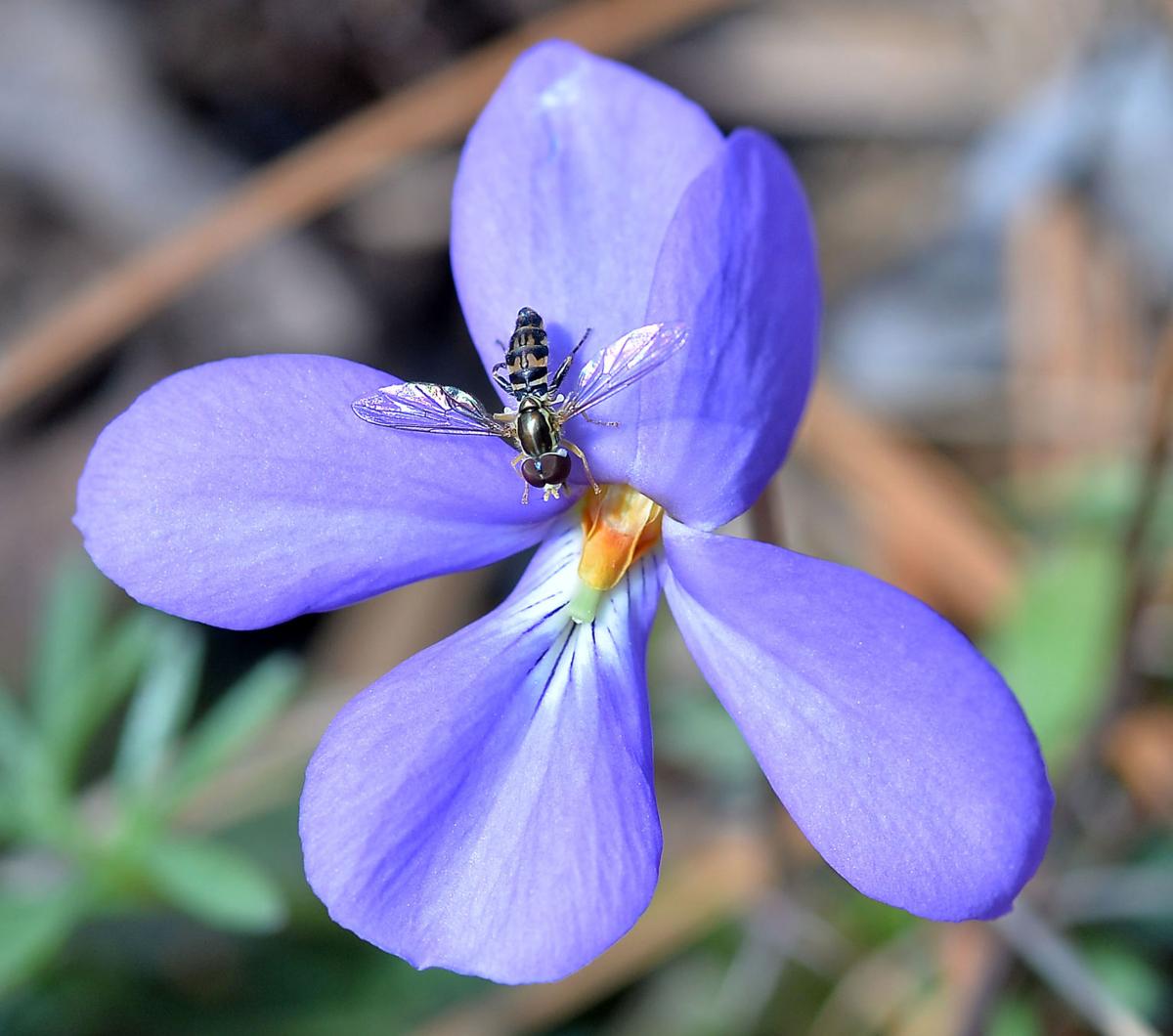 Northest Alabama Wildflowers | Slideshows | annistonstar.com