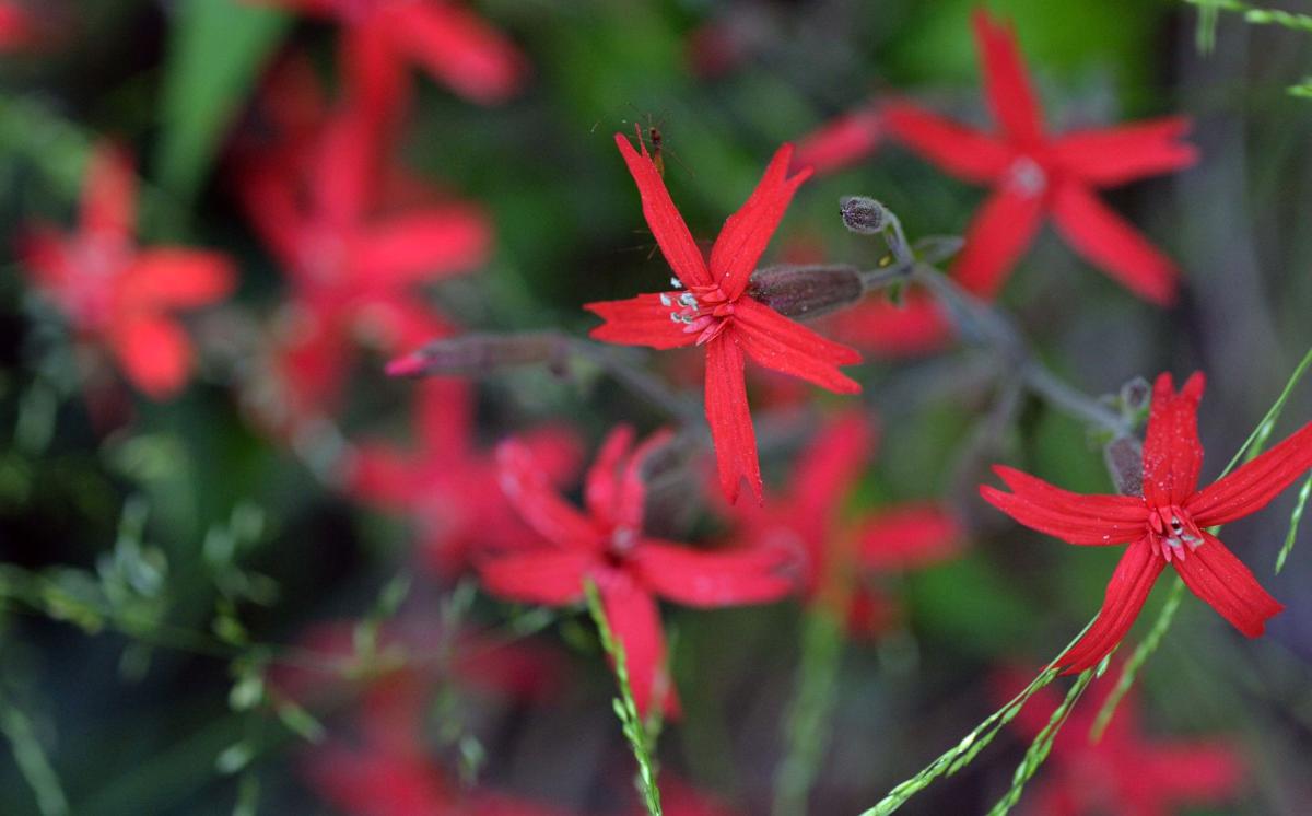 Northest Alabama Wildflowers | Slideshows | annistonstar.com