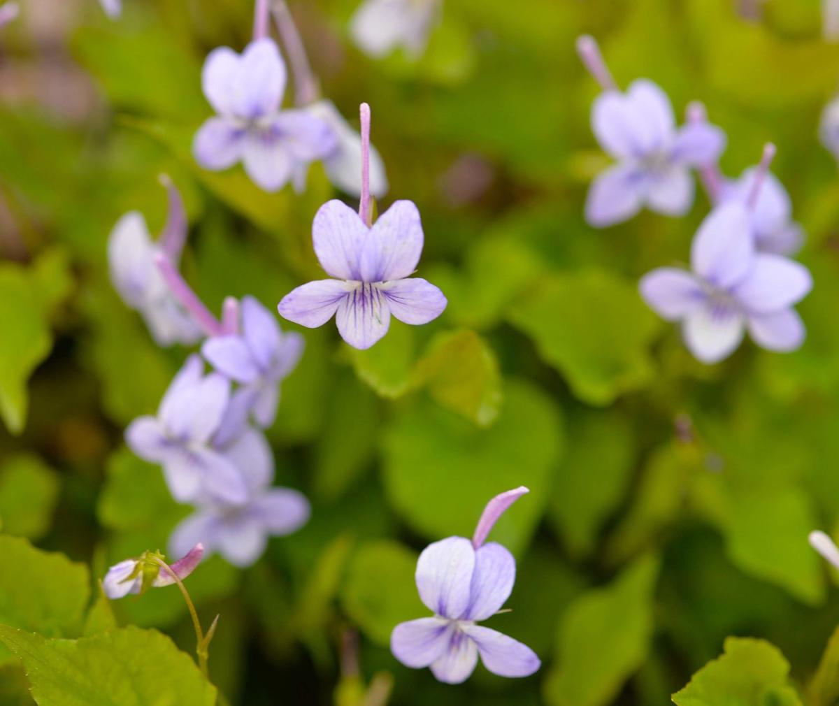 Northest Alabama Wildflowers | Slideshows | annistonstar.com