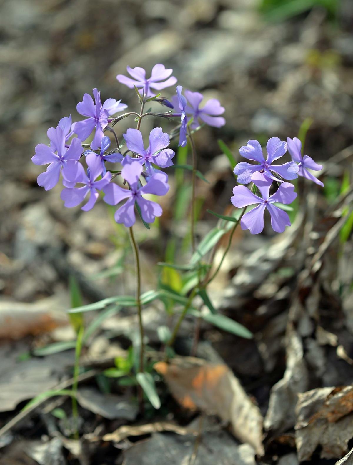Northest Alabama Wildflowers | Slideshows | annistonstar.com