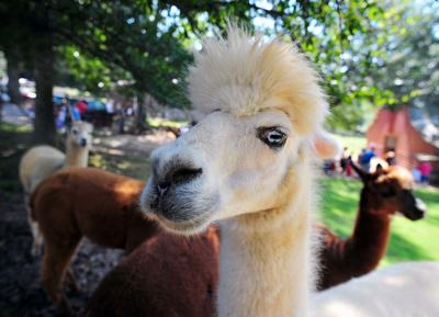 Open house at Blackberry Hill alpaca farm in Saks | Calhoun County ...
