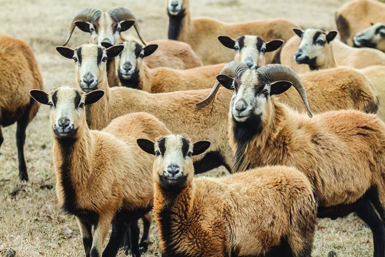 Frolicking flock of Barbado sheep | Life | annistonstar.com