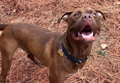 Anniston Animal Shelter: Carson | Community | annistonstar.com