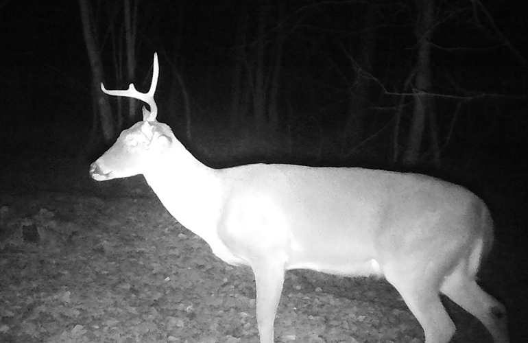 Talladega National Forest is a great place to hunt deer ...