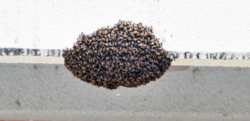 Photo gallery: A bee hive at the Calhoun County Sheriff's Office ...
