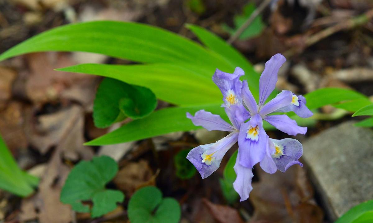 Northest Alabama Wildflowers | Slideshows | annistonstar.com