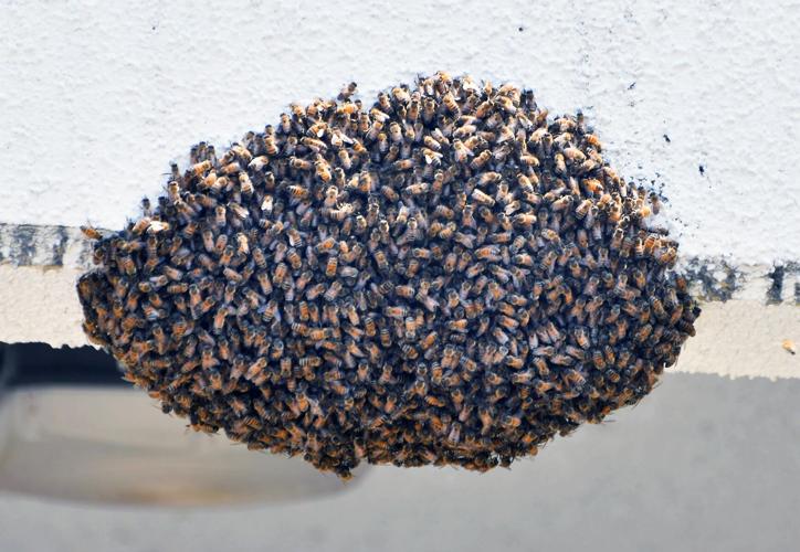 Photo gallery: A bee hive at the Calhoun County Sheriff's Office ...