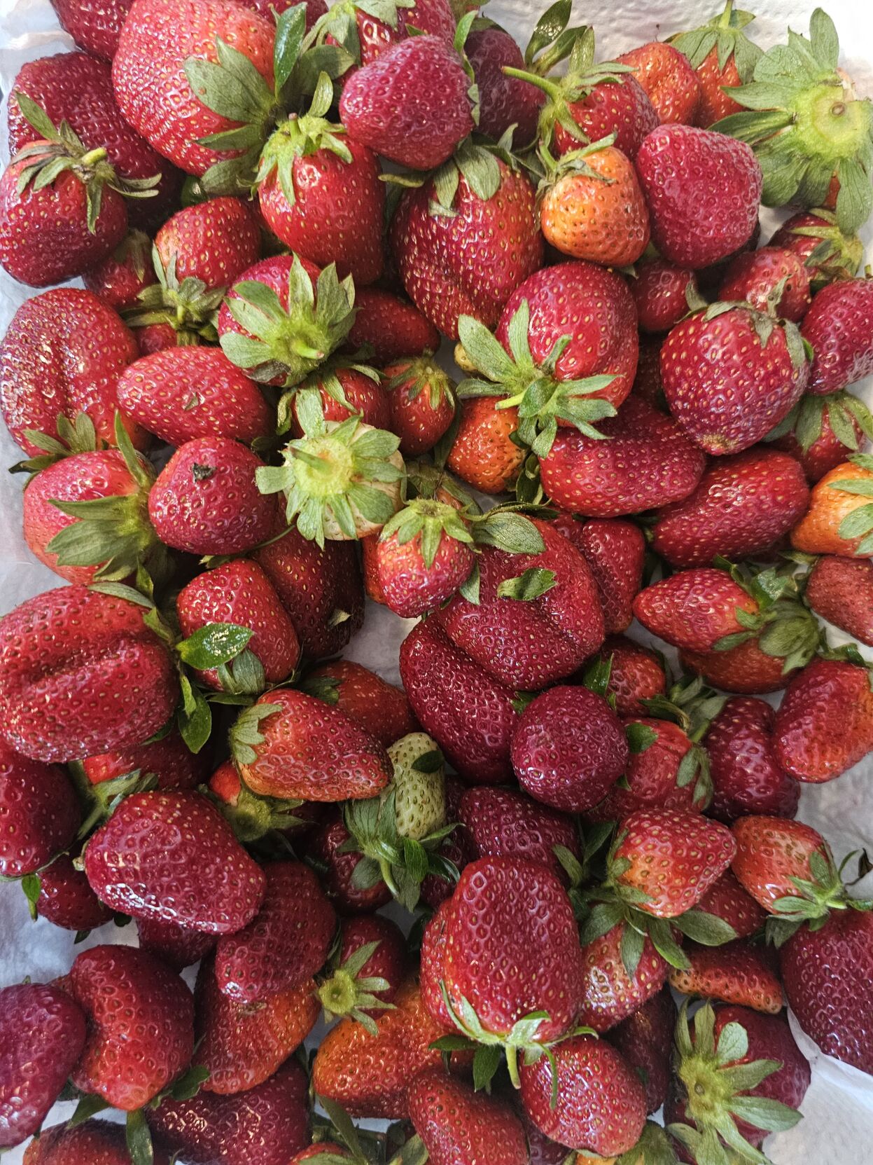 ‘A perfect Saturday morning’: Watts Farm offering strawberry picking ...