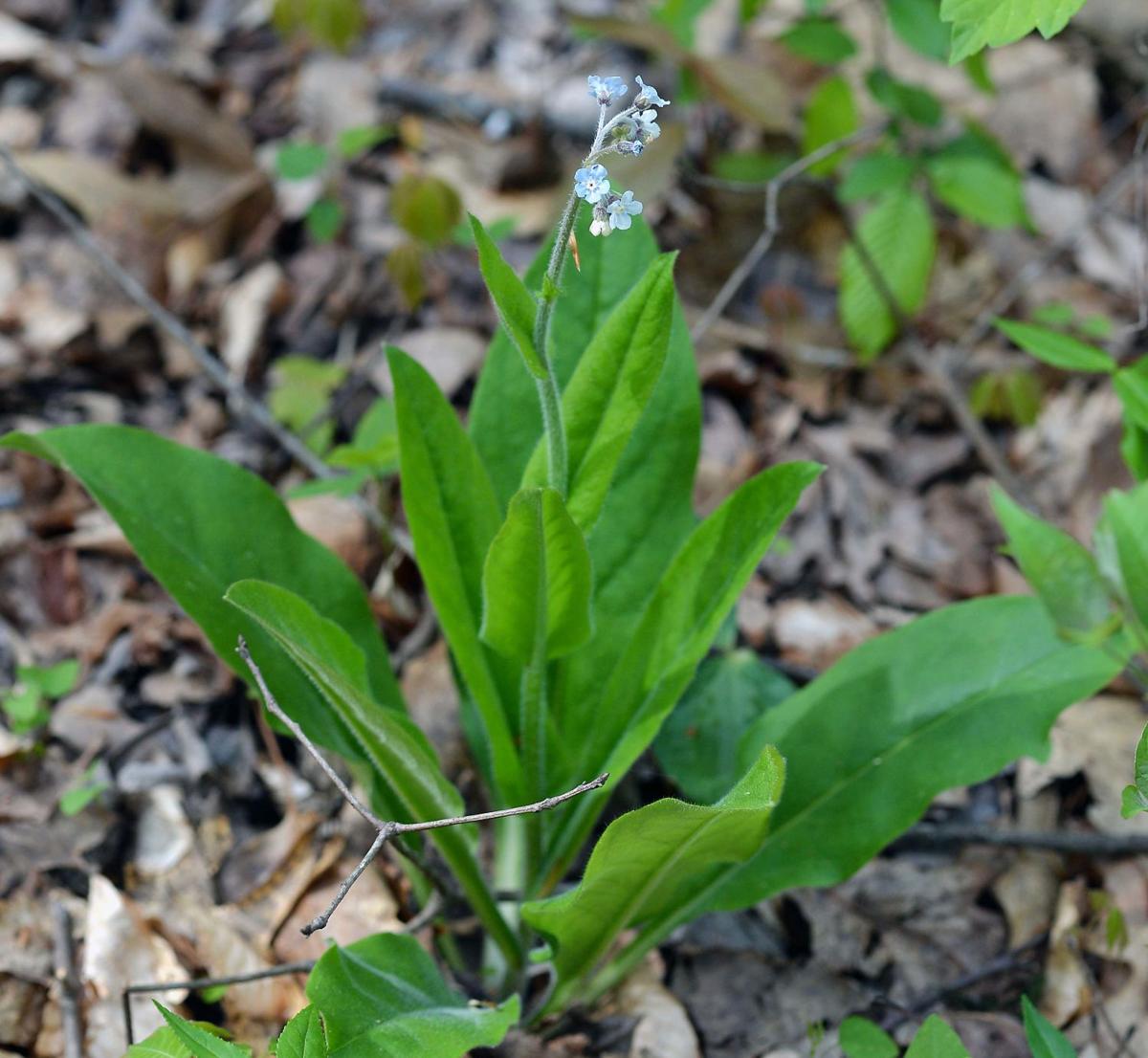 Northest Alabama Wildflowers | Slideshows | annistonstar.com