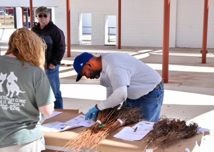 Tree lovers show up for Anniston Arbor Day giveaway | Anniston ...
