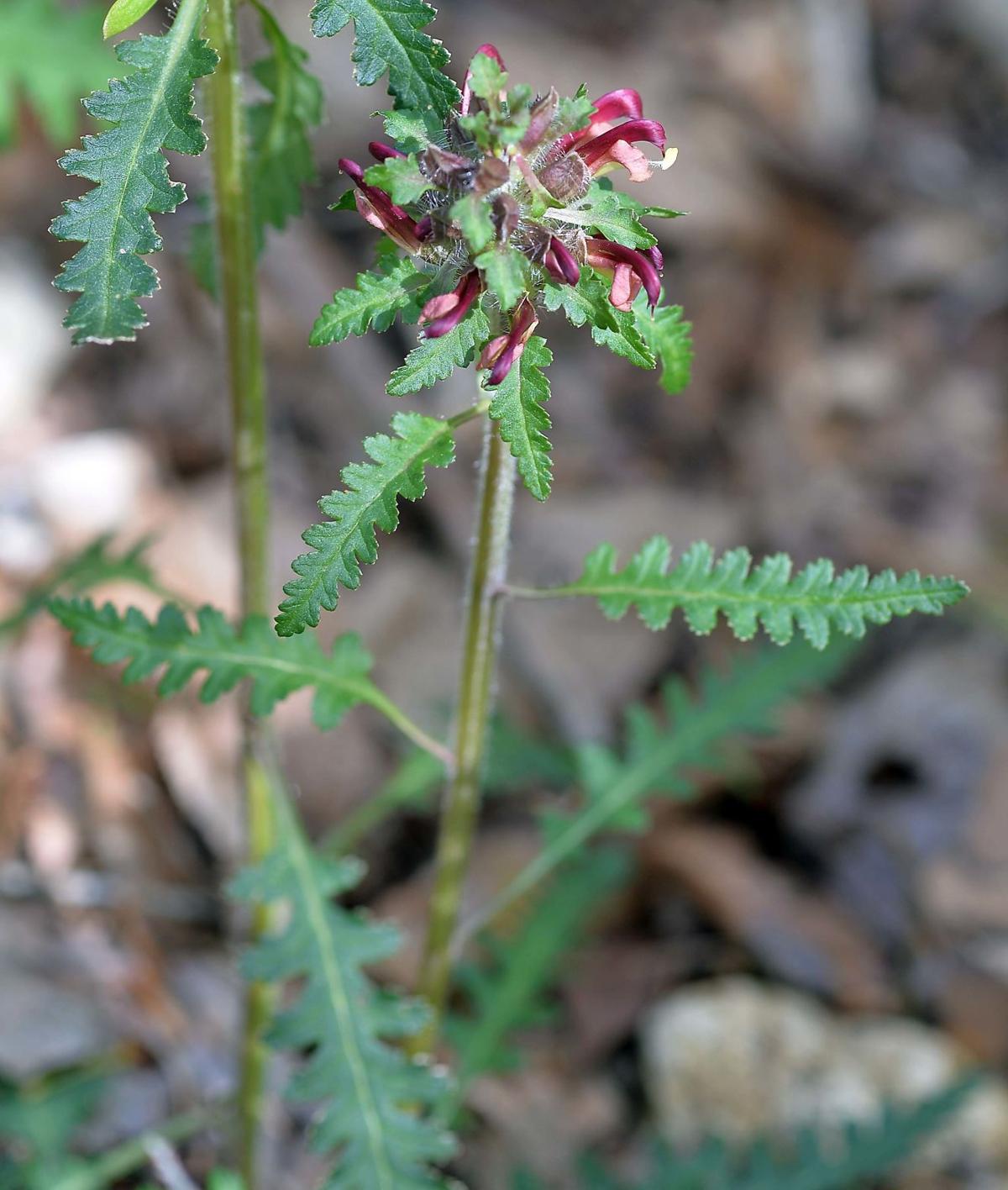 Northest Alabama Wildflowers | Slideshows | annistonstar.com