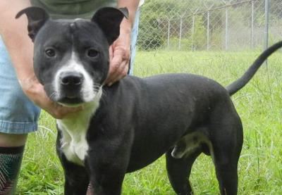 Anniston Animal Shelter: Wilco | Community | annistonstar.com