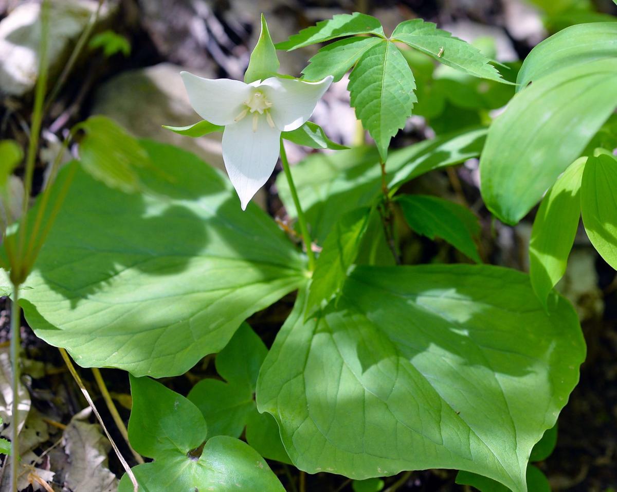 Northest Alabama Wildflowers | Slideshows | annistonstar.com
