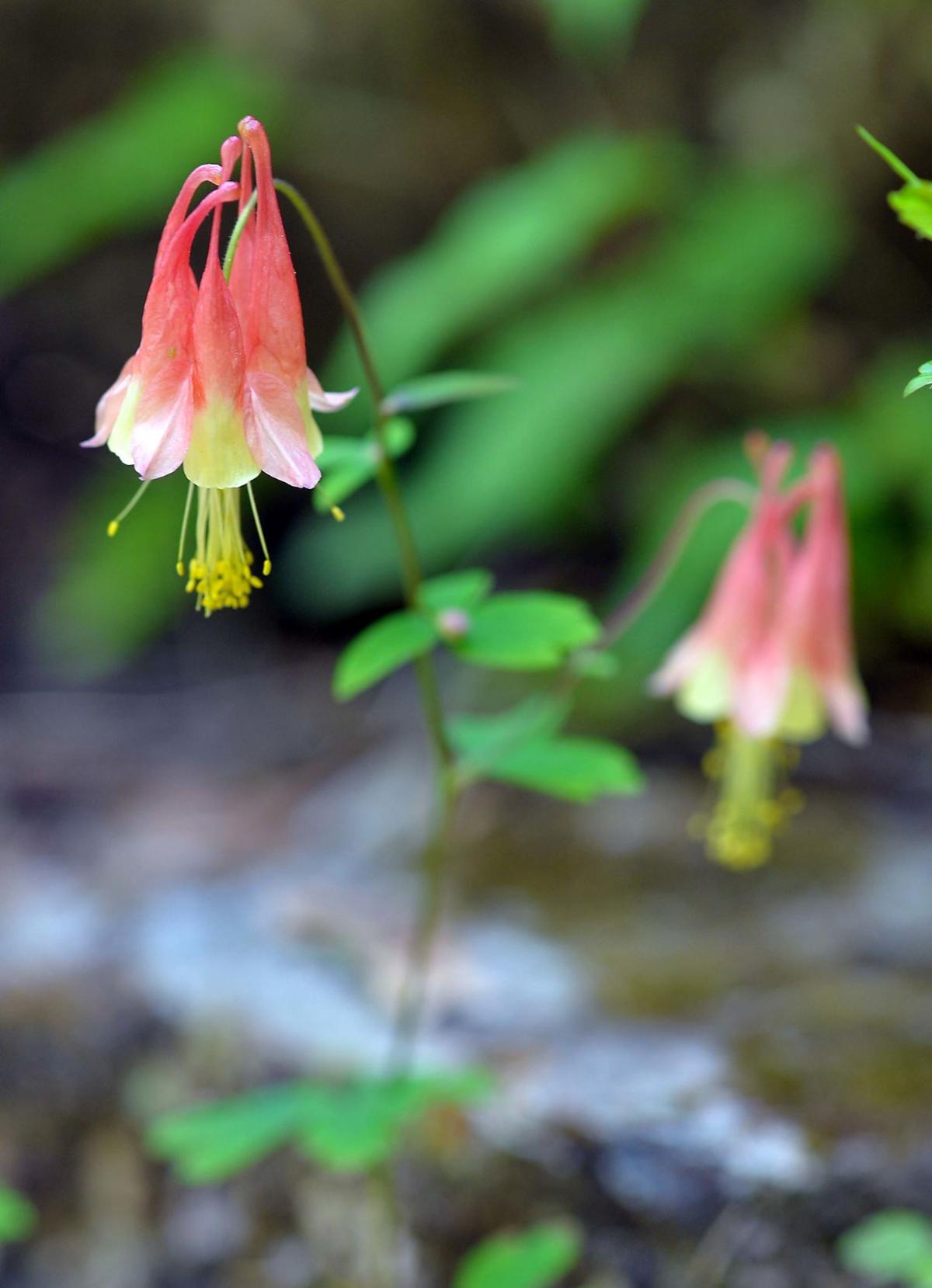Northest Alabama Wildflowers | Slideshows | annistonstar.com