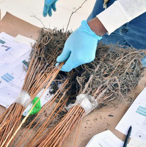 Tree lovers show up for Anniston Arbor Day giveaway | Anniston ...