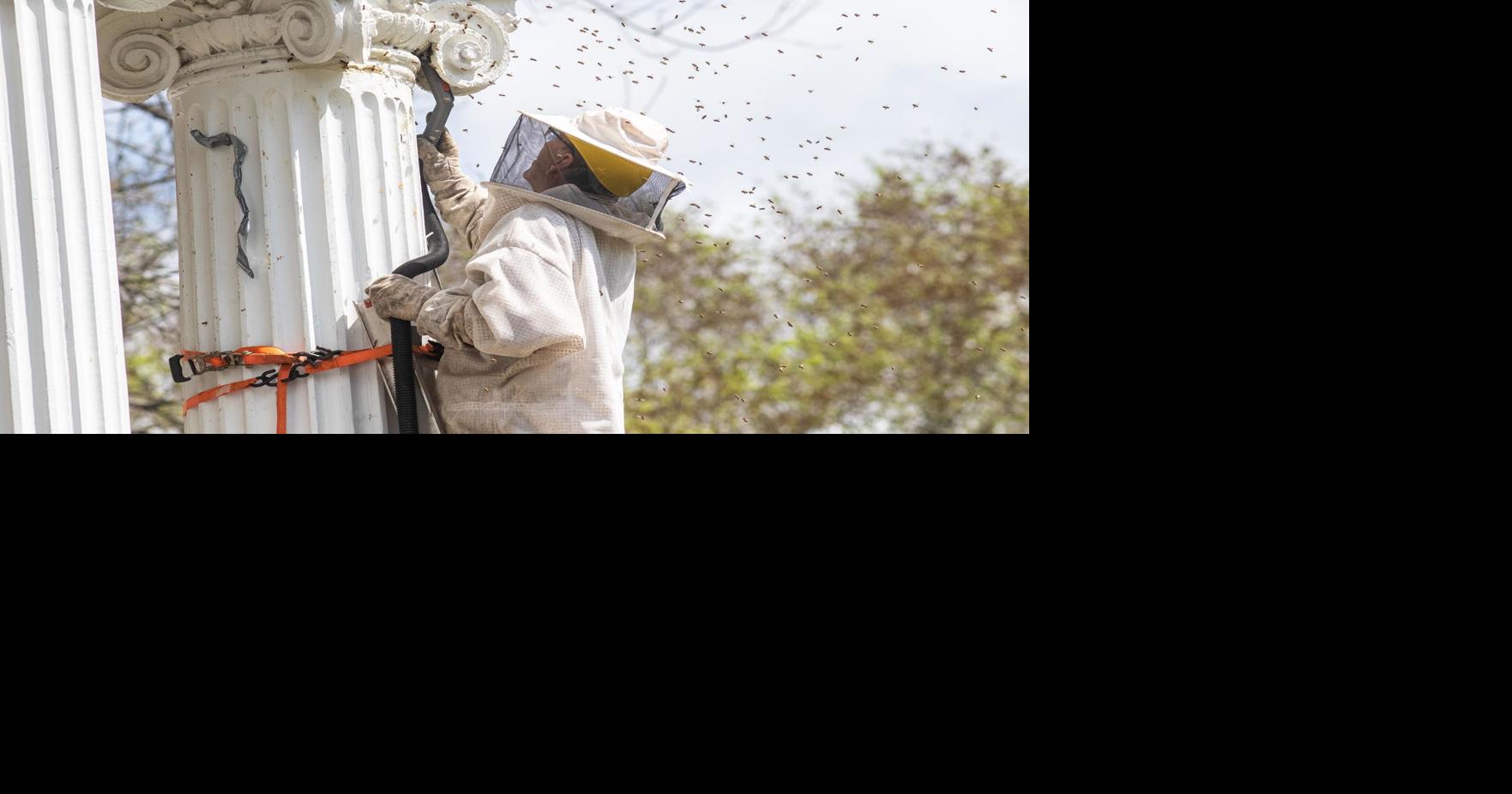 PHOTOS: Bee gone bees | The Daily Home | annistonstar.com