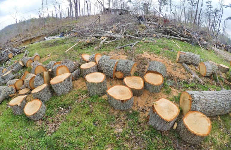 Jacksonville Trees | News | annistonstar.com