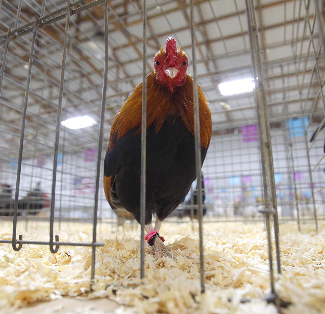 Photo Gallery: Heart of Dixie Poultry Club Show | Slideshows ...