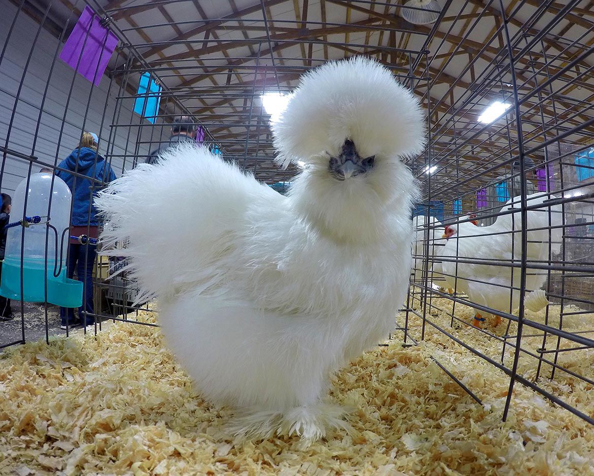 Photo Gallery: Heart of Dixie Poultry Club Show | Slideshows ...