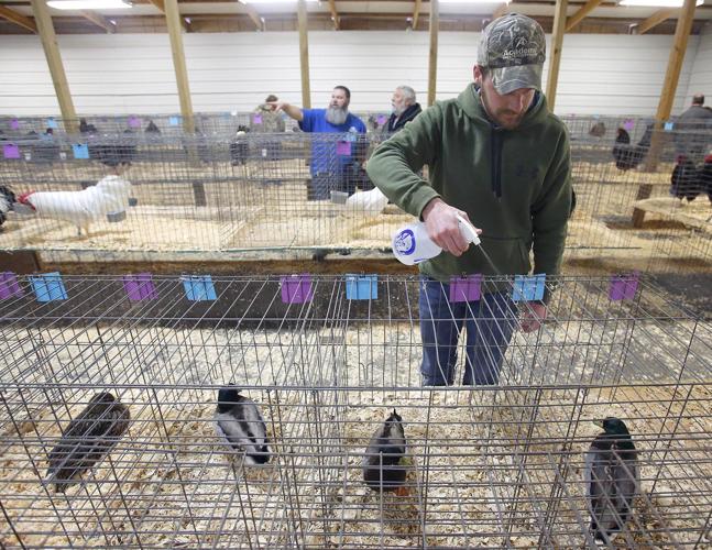 Photo Gallery: Heart of Dixie Poultry Club Show | Slideshows ...