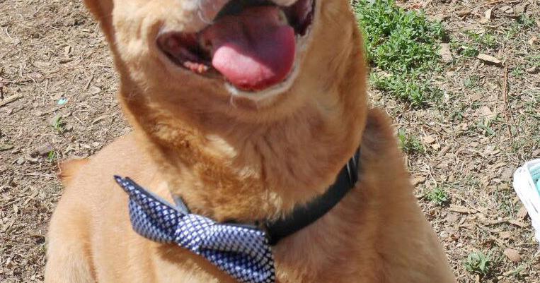 Cheaha Regional Humane Society: Cesar | Community | annistonstar.com