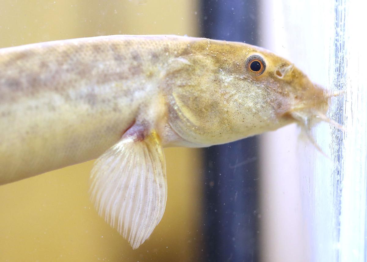 Invasive fish swimming through local streams | News | annistonstar.com