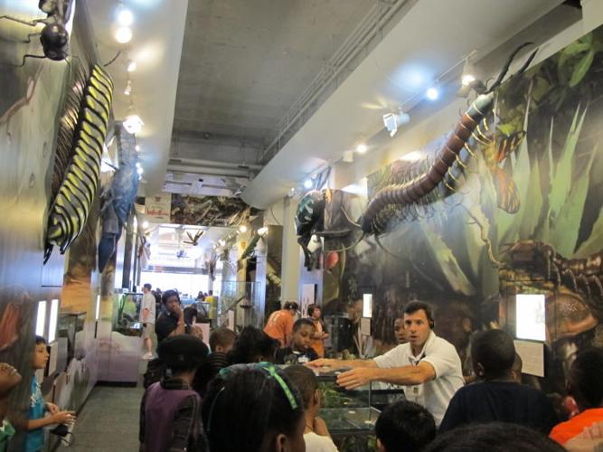 Bugging out: NOLA’s Audubon Butterfly Garden and Insectarium captivates ...