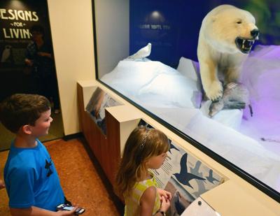 Anniston Museum of Natural History reopens old exhibit with new display ...